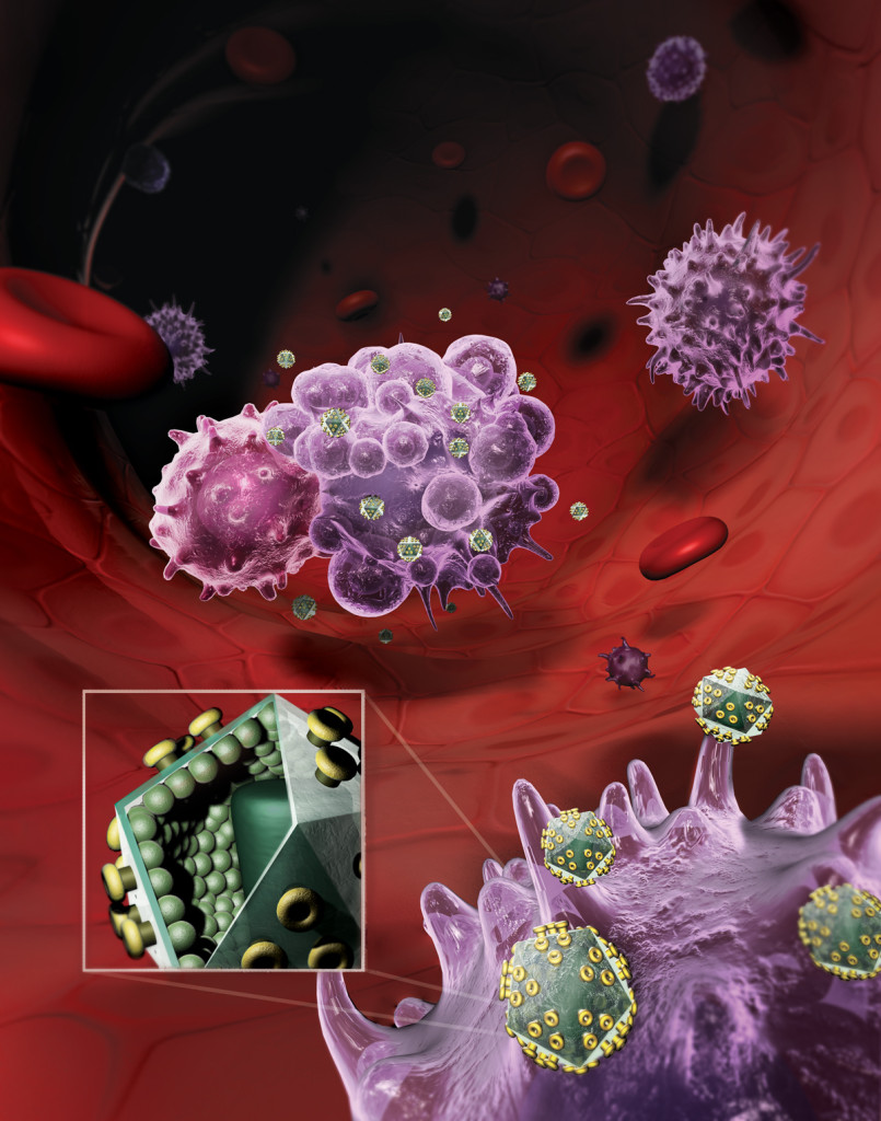 HIV T Cell Apoptosis. December 2008. - Jack Watson